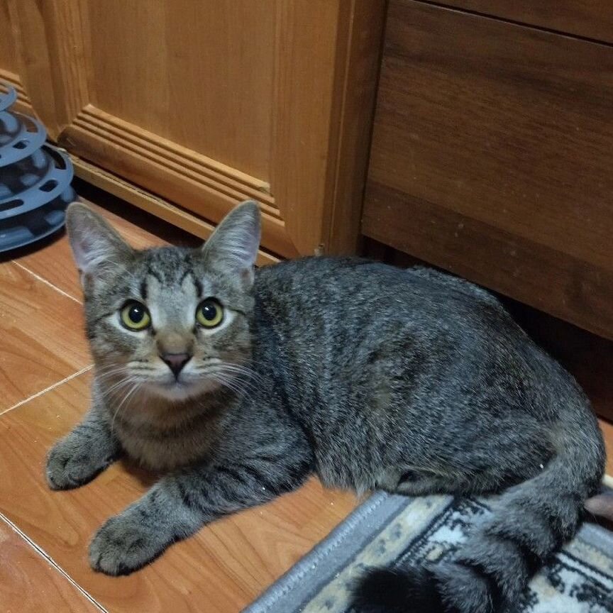 Крутой котик ищет дом