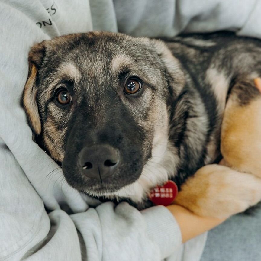 Щенок в добрые руки