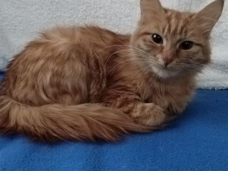 Кошечка, 11 месяцев