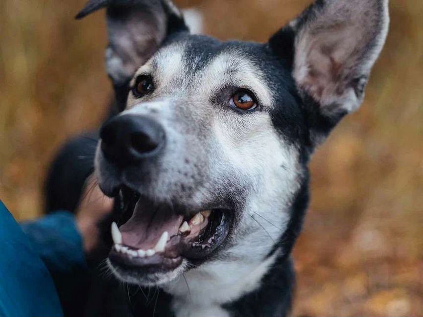 Молодой пес Гуффи живёт в клетке приюта