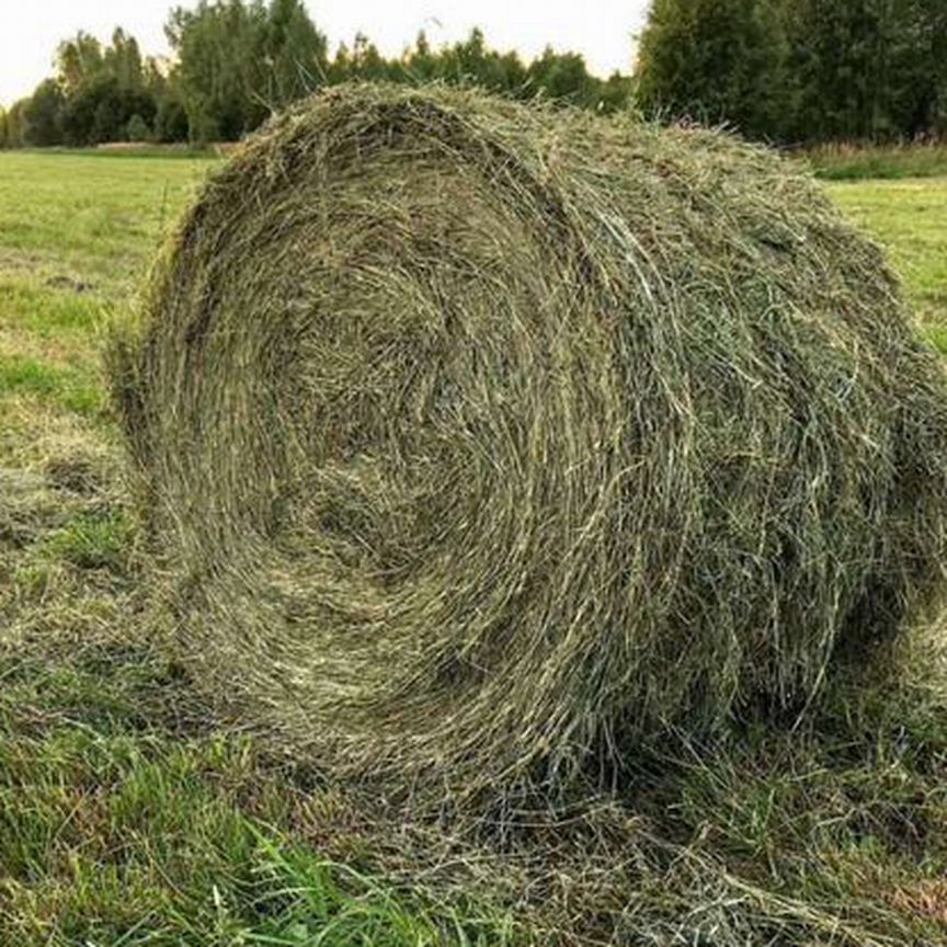 Продам сено в рулонах