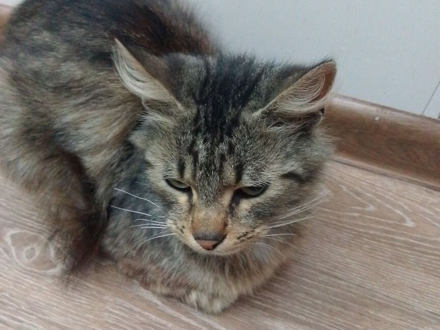 Кот мальчик без породный
