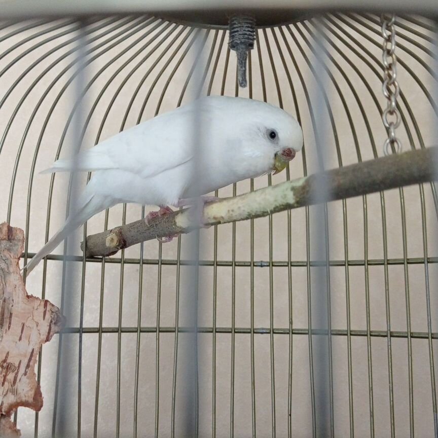 Обмен волнистый попугай