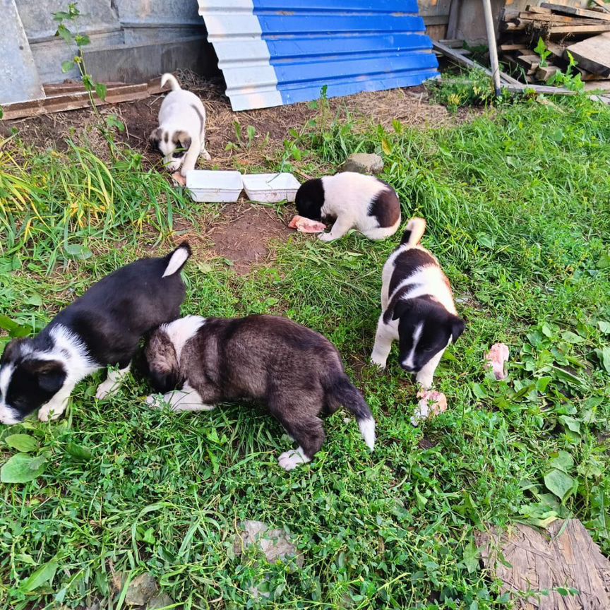 Одам в добрые руки