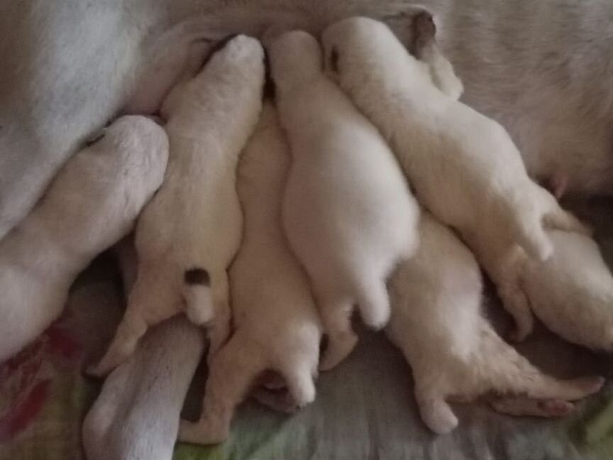 Сао Алабай щенки 23.06.24