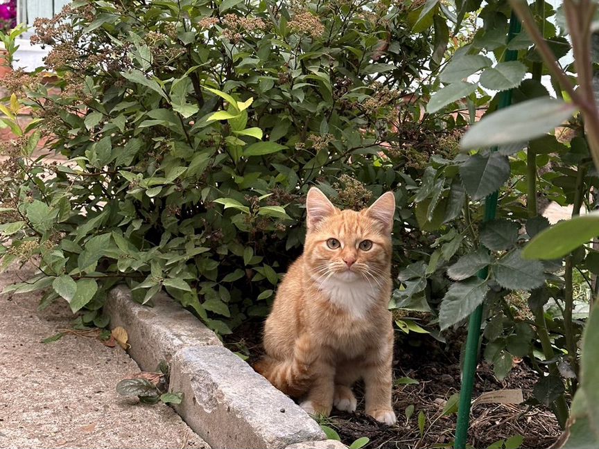 Котёнок мальчик рыжий