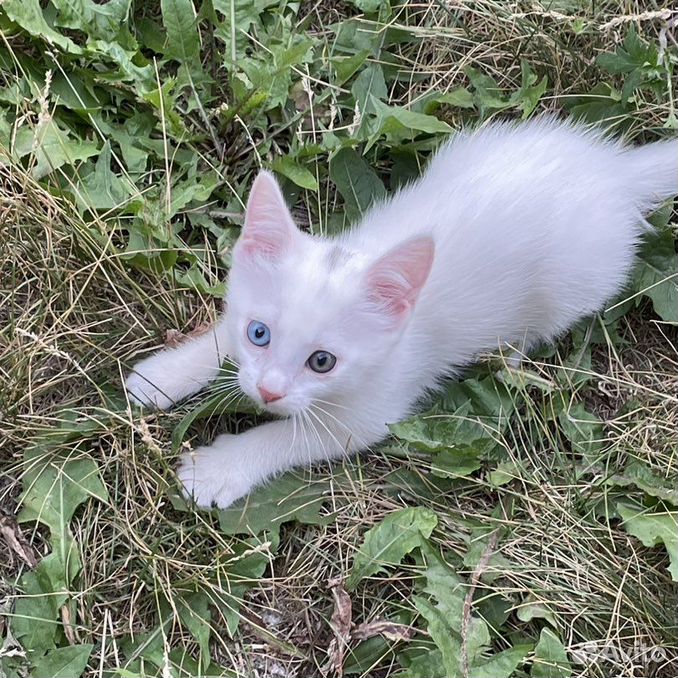 Котенок с гетерохромией