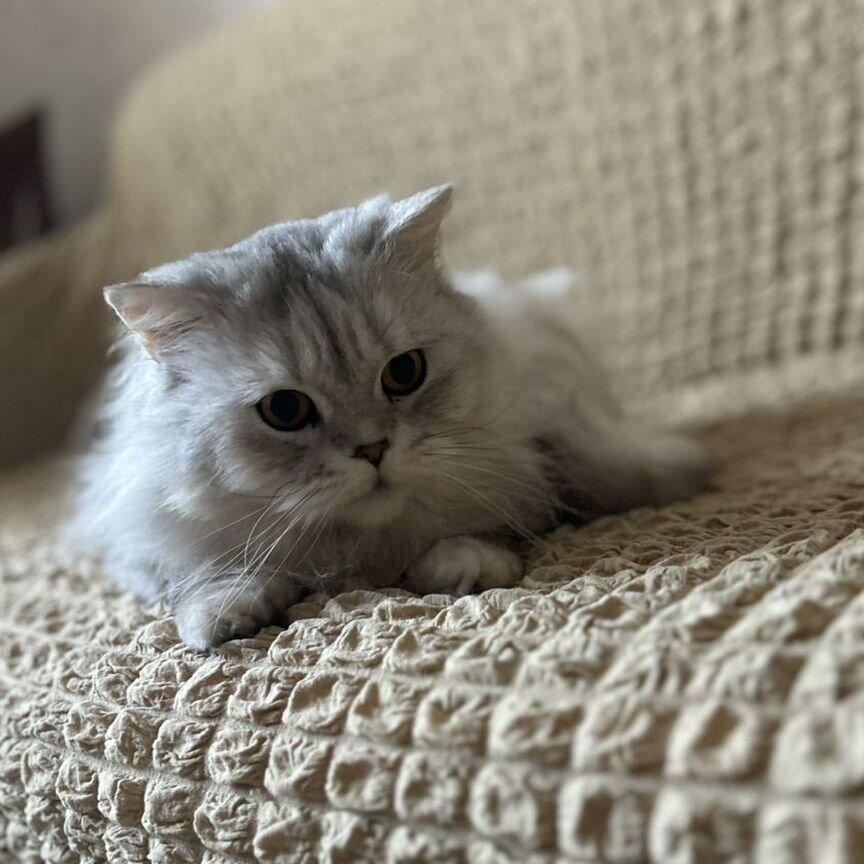 Шотландская серебристая шиншилла