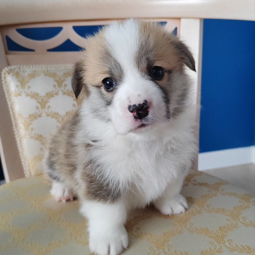 Щенки вельш-корги пемброк