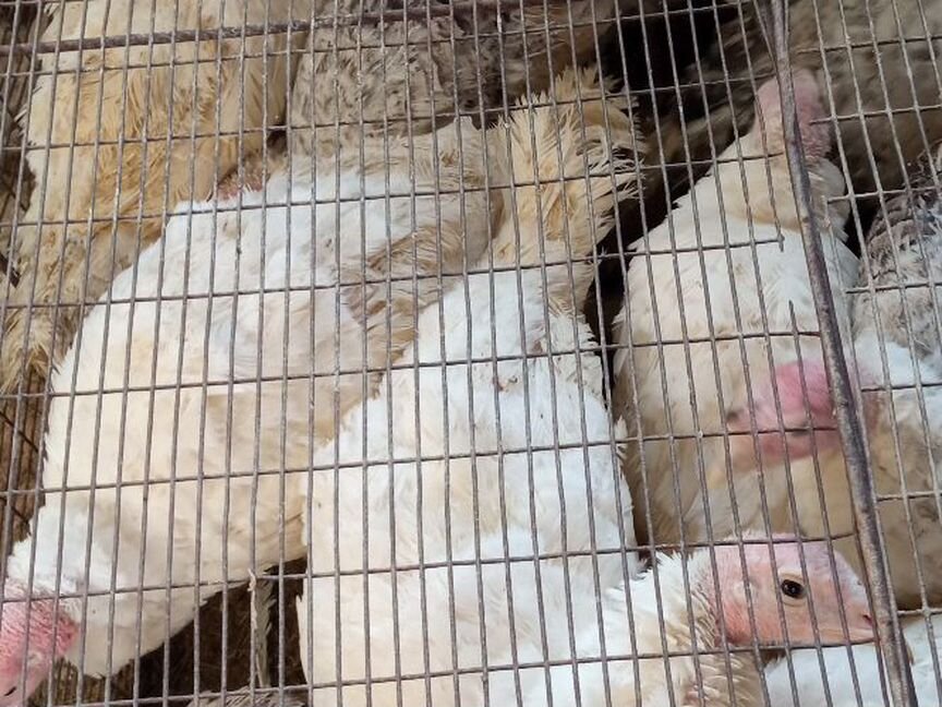 Индюки индюшата