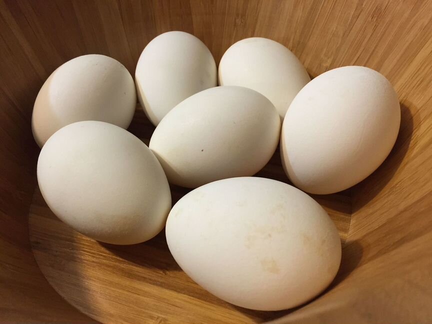 Гусиные яйца домашние