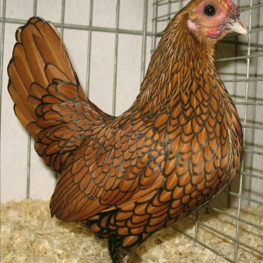 Карликовый Сибрайт