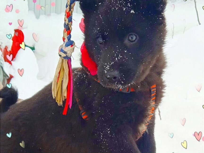 Щенок Мишка в добрые руки