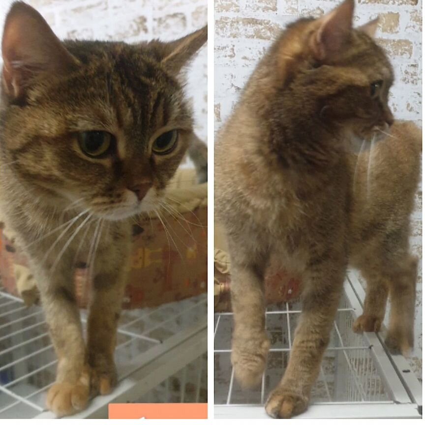 Абиссинская кошка, взрослая