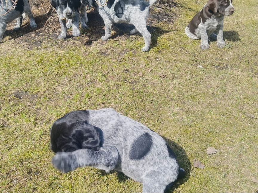 Щенки дратхара продажа