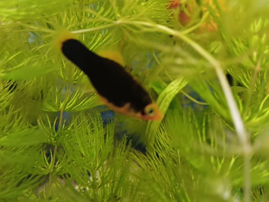 Пецилия гавайская