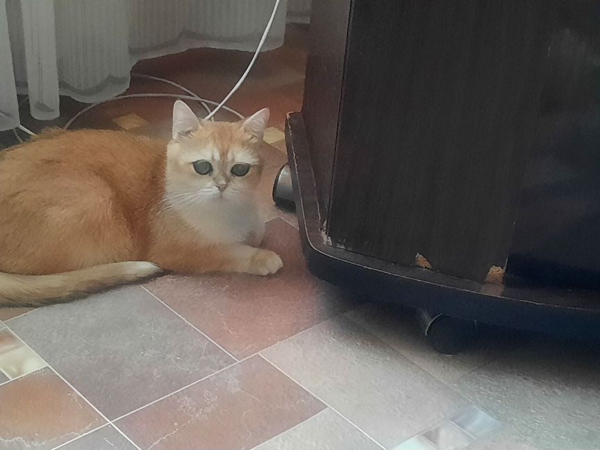 Очаровашка