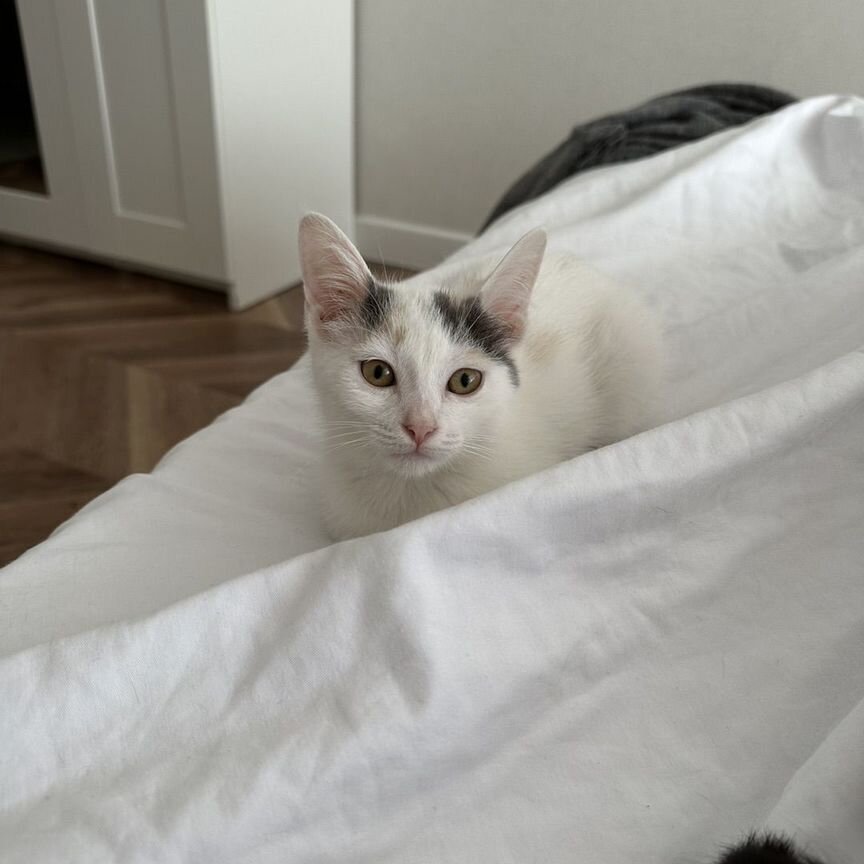 Котенок