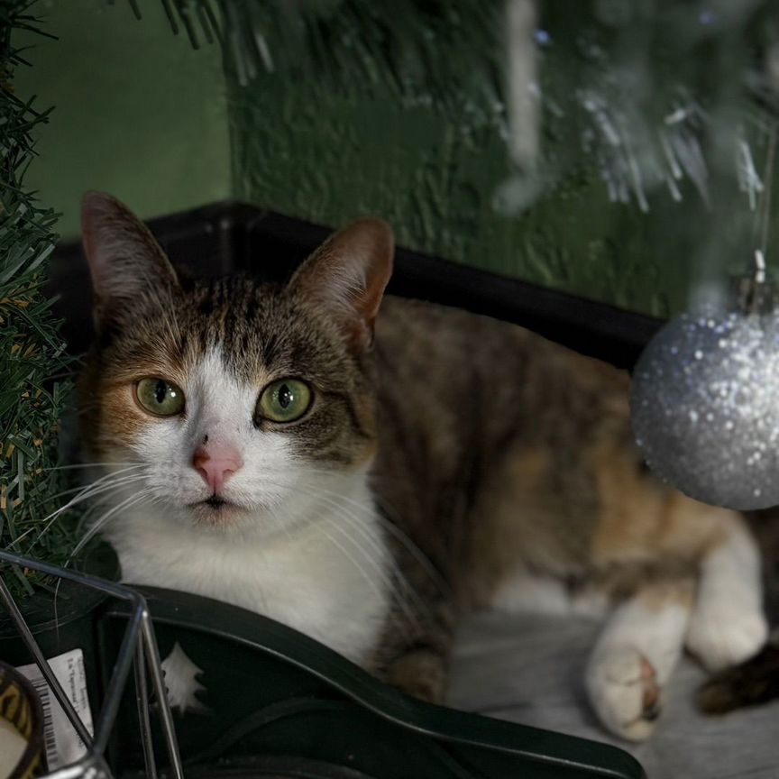 Кошка в хорошие руки