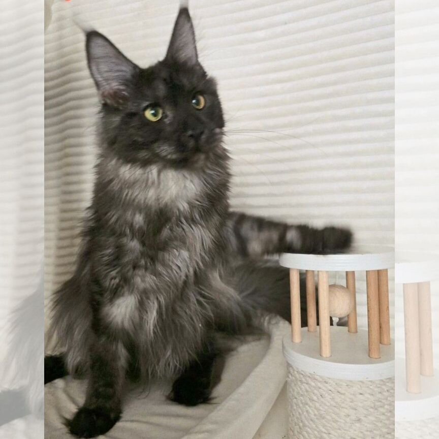 Кошка Меин кун черный дым