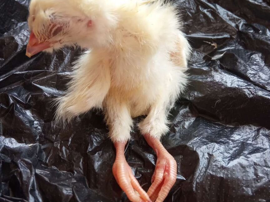 Цыплята суточные