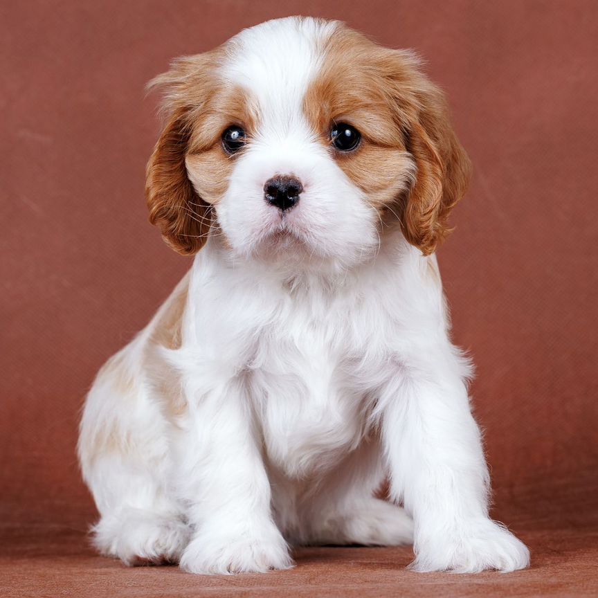 Малышка кавалер кинг Чарльз