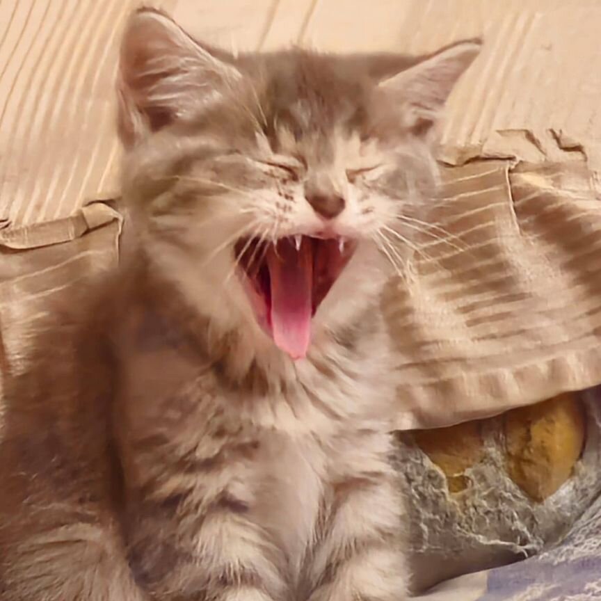 Котенок девочка бесплатно