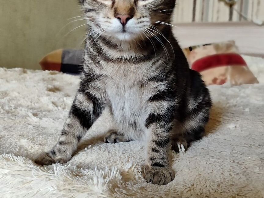 Котёнок без хвостика. Настоящее чудо