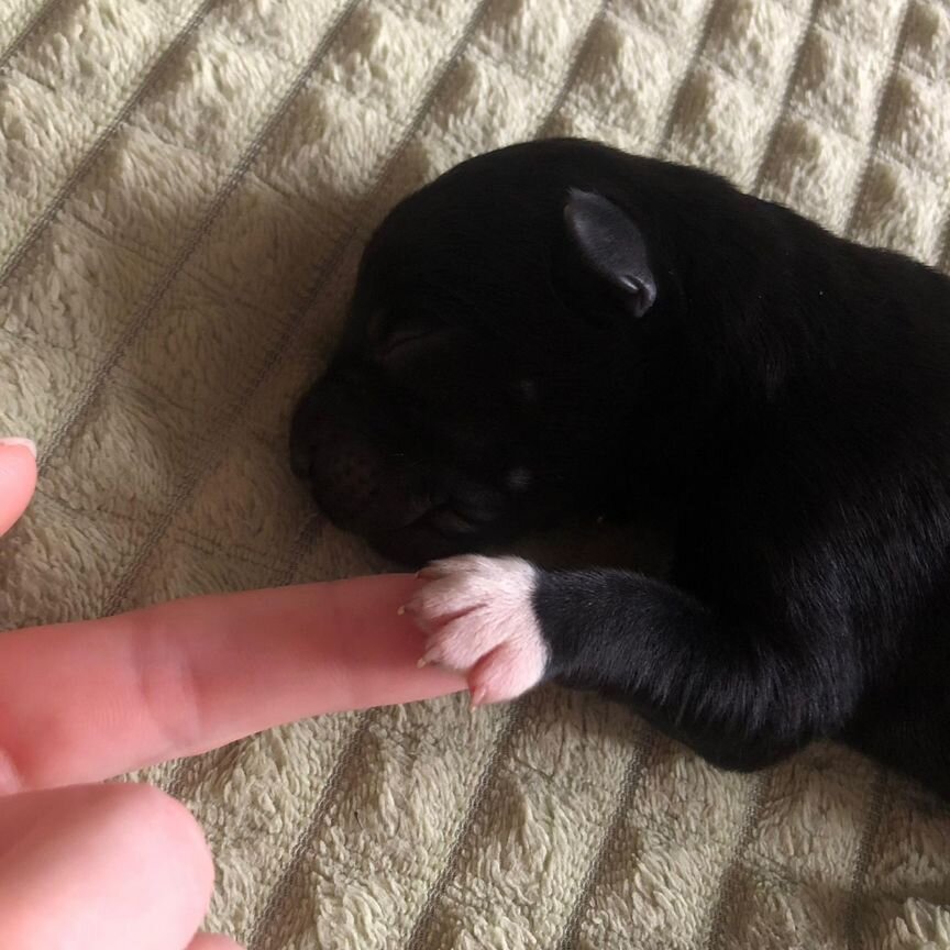 Щенки, утонаган немец