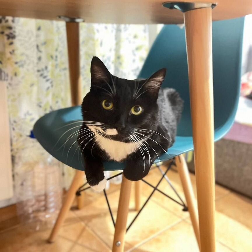 Черная кошка