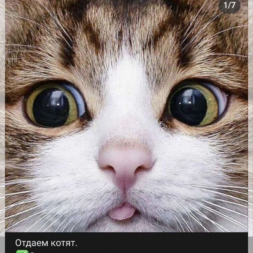 Котята