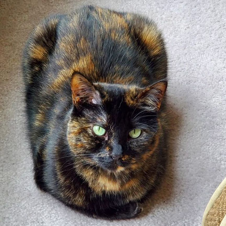 Взрослая кошка в добрые руки