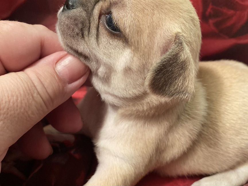 Чихуахуа мальчик