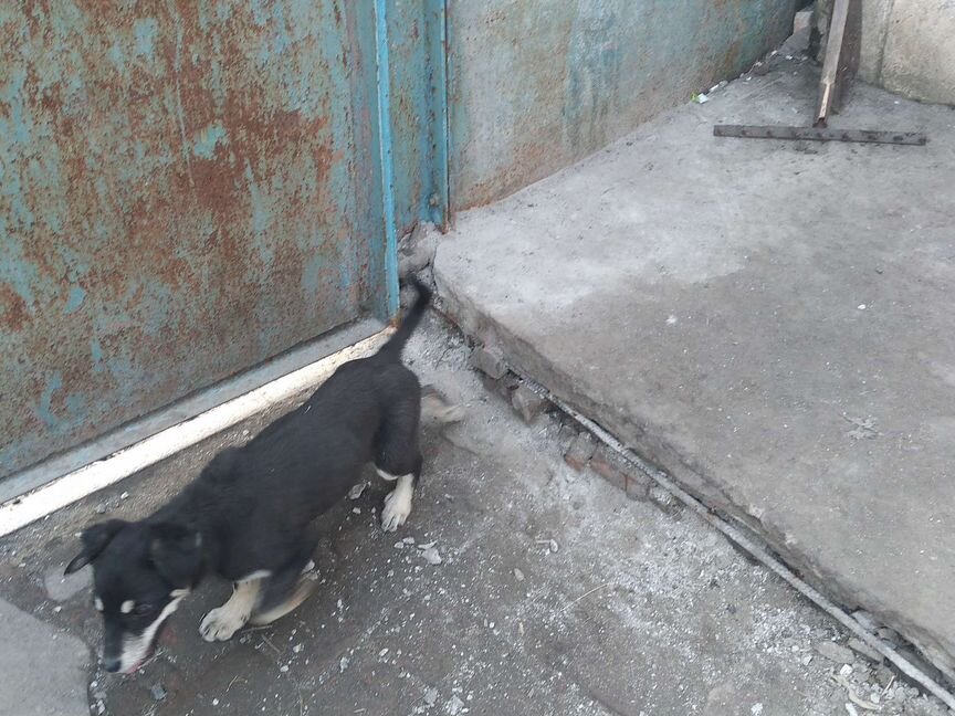 Дворняжки щенки