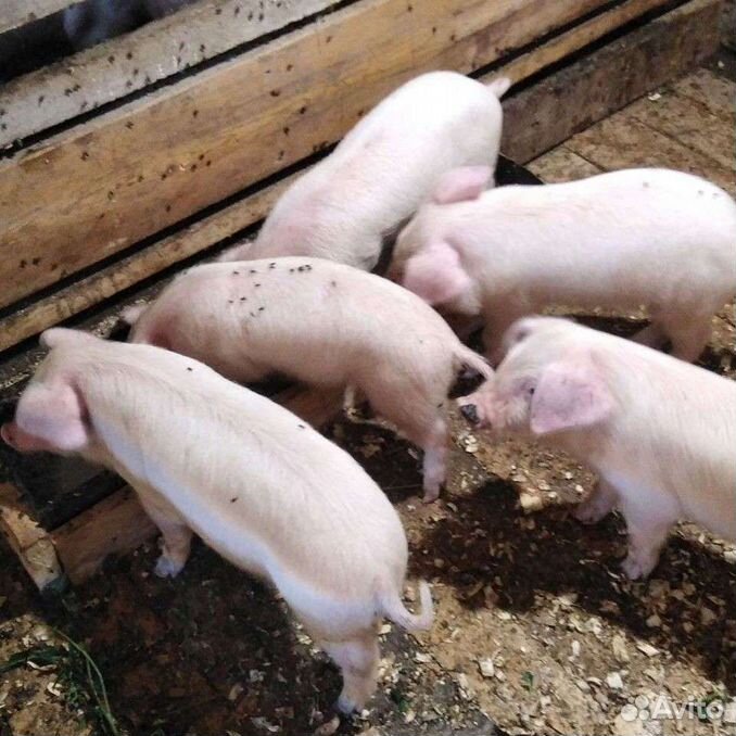 Поросенок ландрас