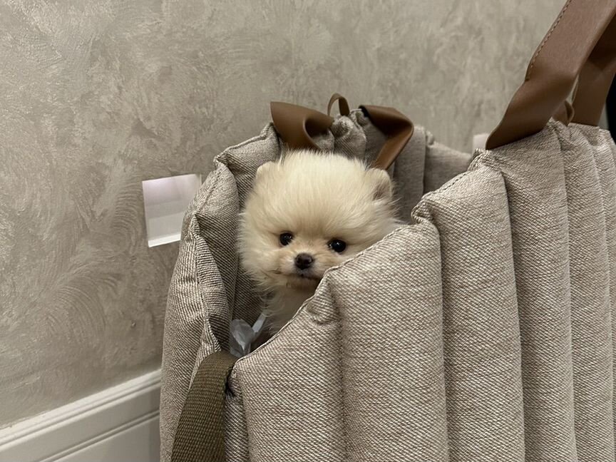 Померанский шпиц мини