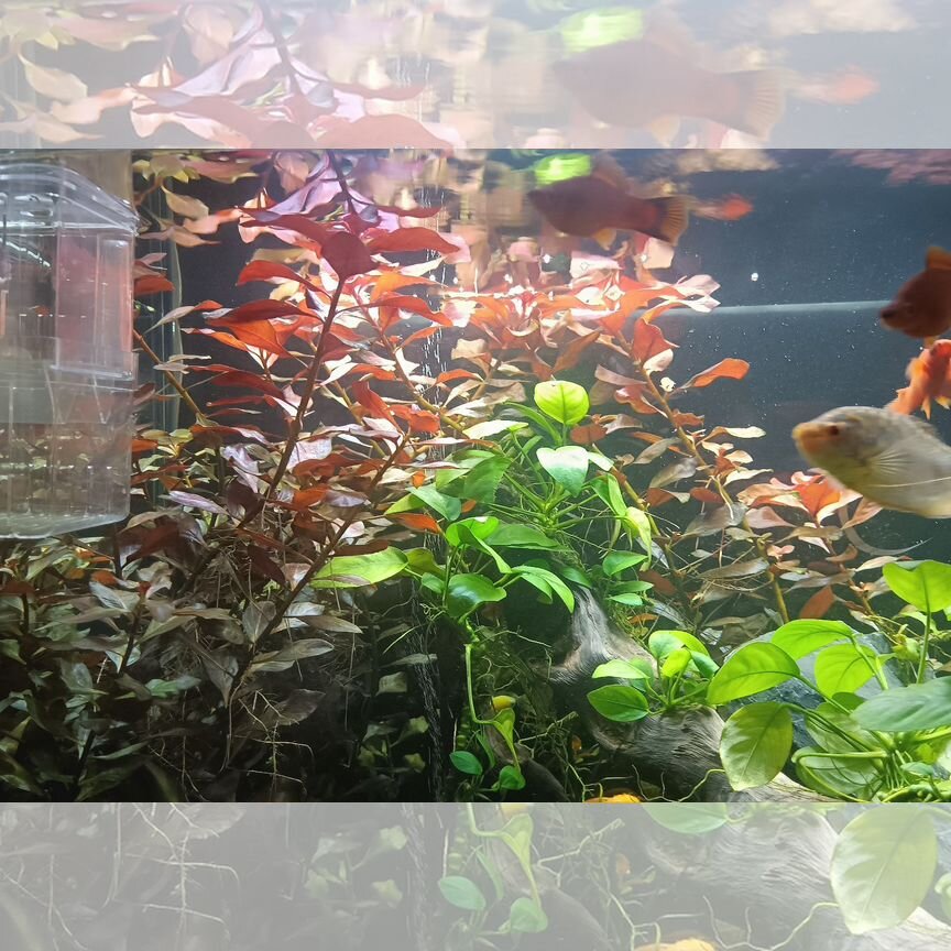 Людвигия рубин