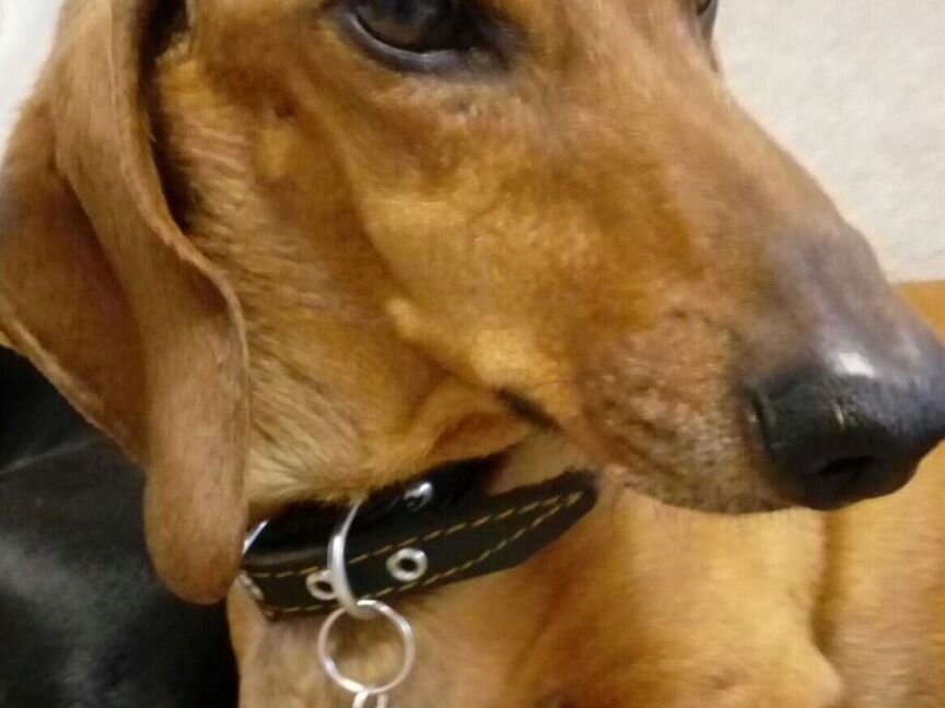 Адресник для собак