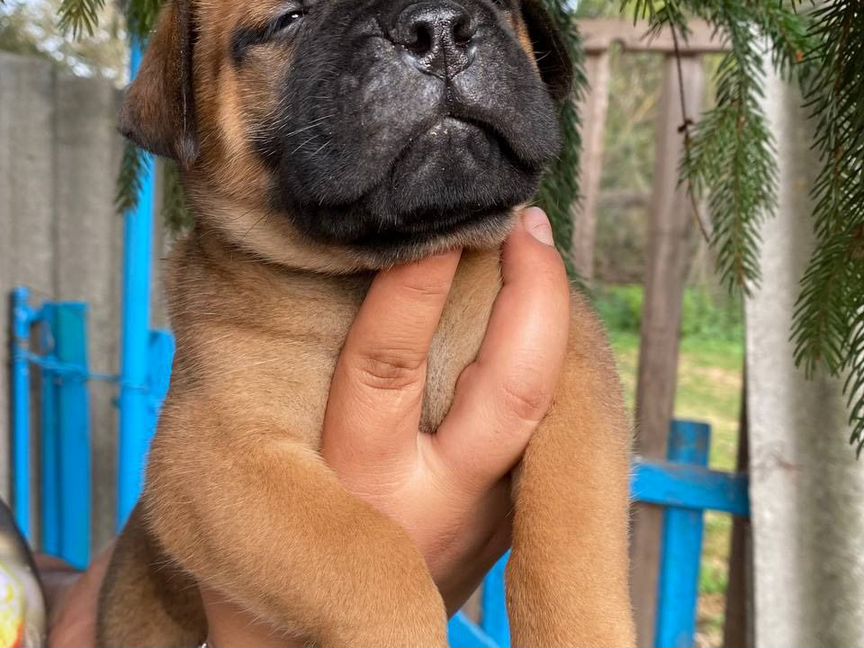 Щенки бульмастифа