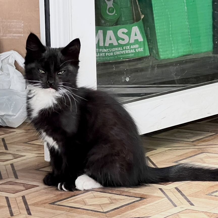 Котята упитанные малыши