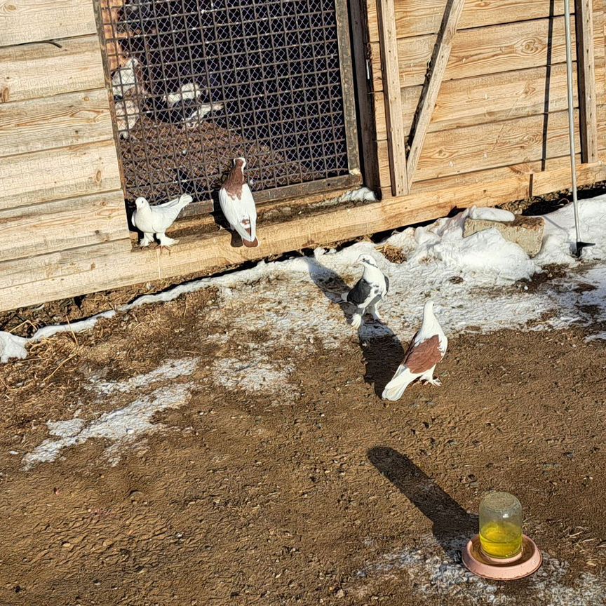 Продам излишки голубей, птица гонная на игре