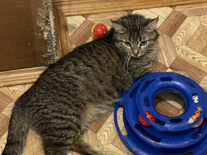 Кошечка бездомная мечтает о доме