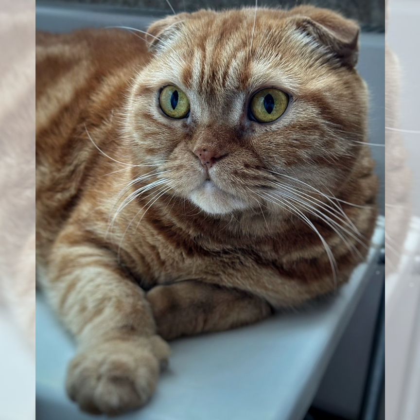 Шотландский вислоухий короткошёрстный, взрослый кот