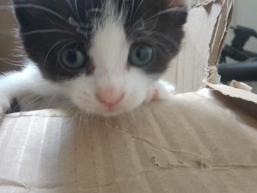 Отдам котят в добрые руки