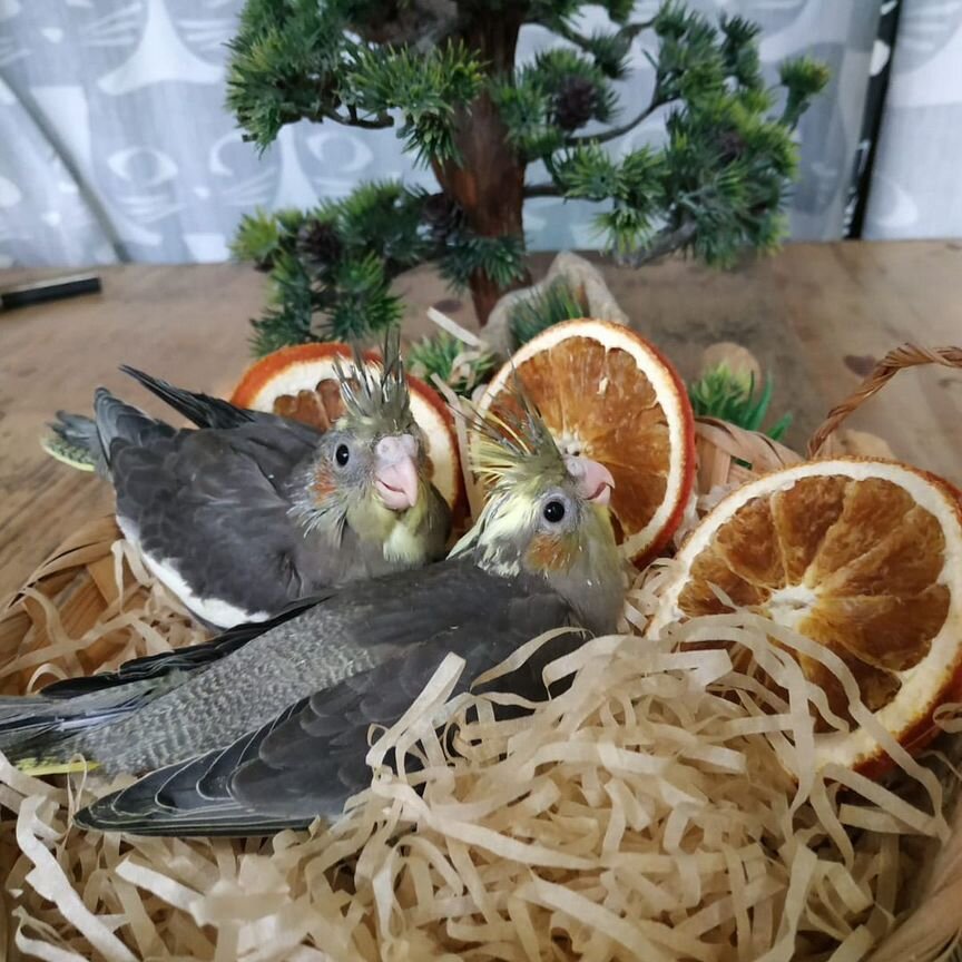 Корелла птенцы