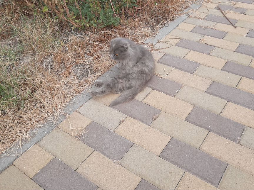Шотланский вислоухий котенок бесплатно