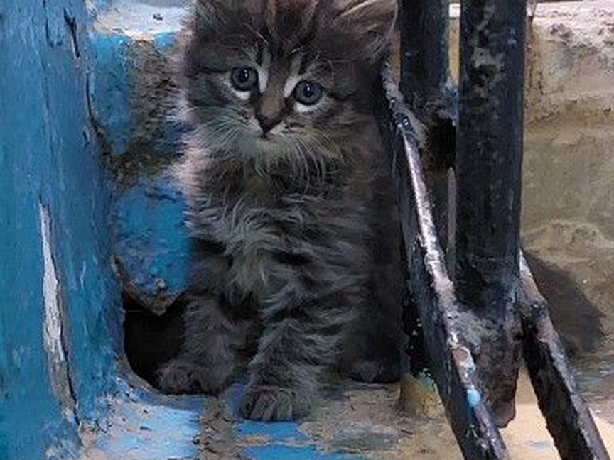 Бездомный котёнок