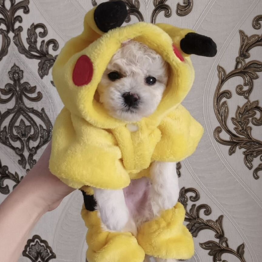 Бишон фризе, щенок