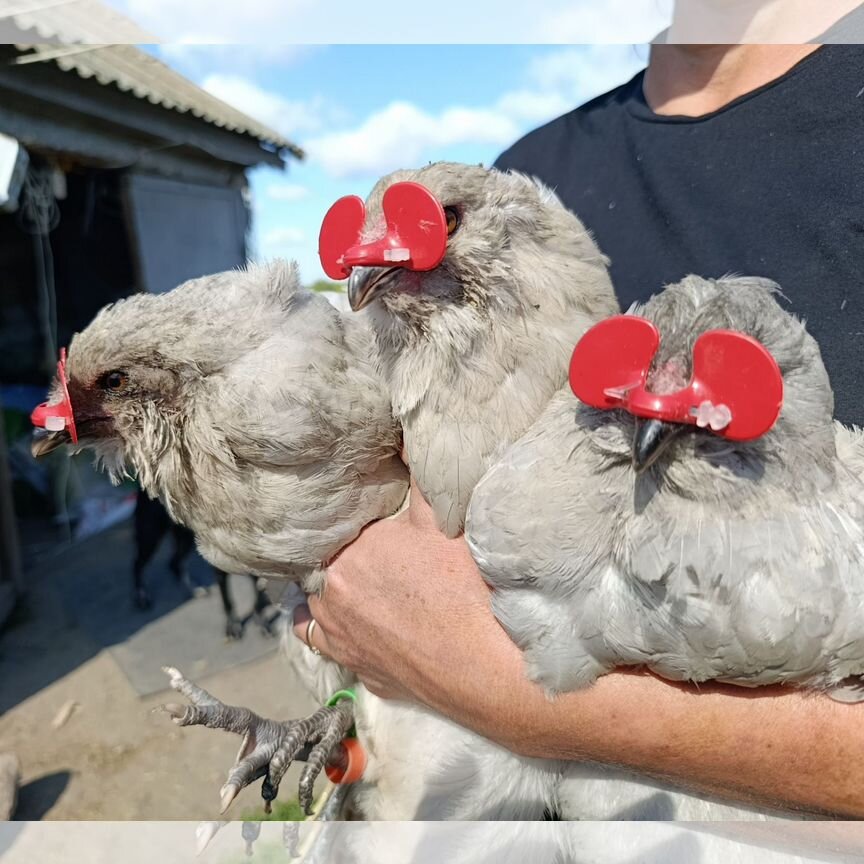 Инкубационное яйцо