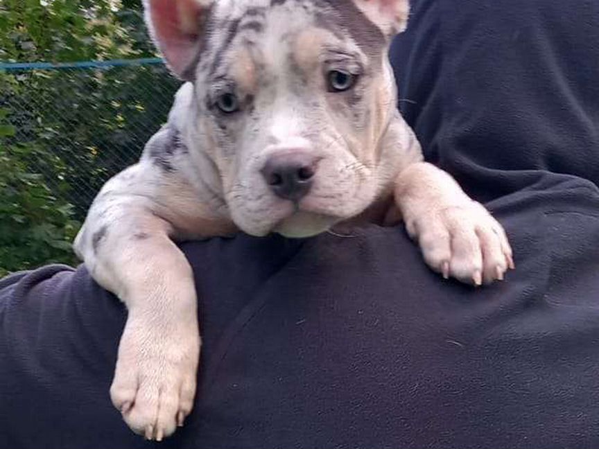 Шикарная булочка мерль